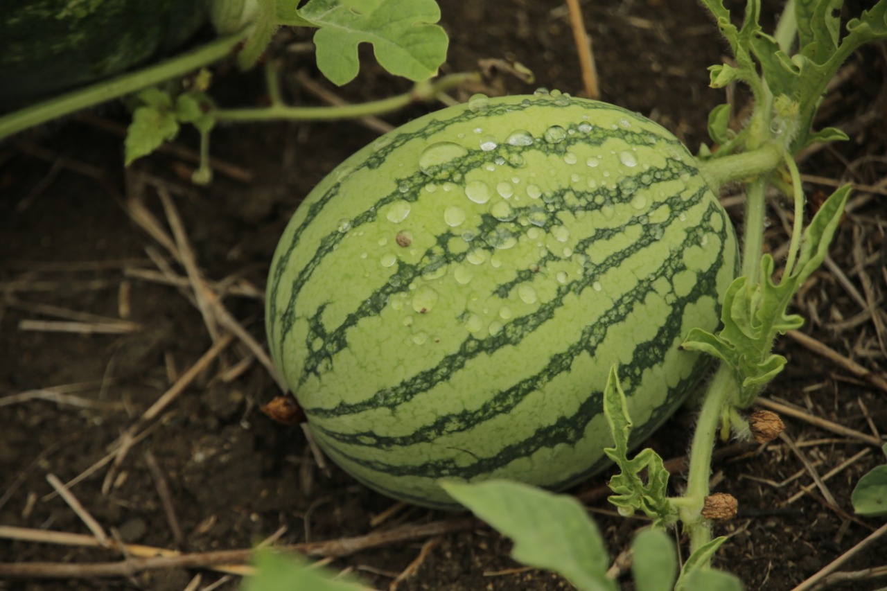 PUERTO CAYO | Elegirán la sandía más grande del Manabí - Infórmate ...