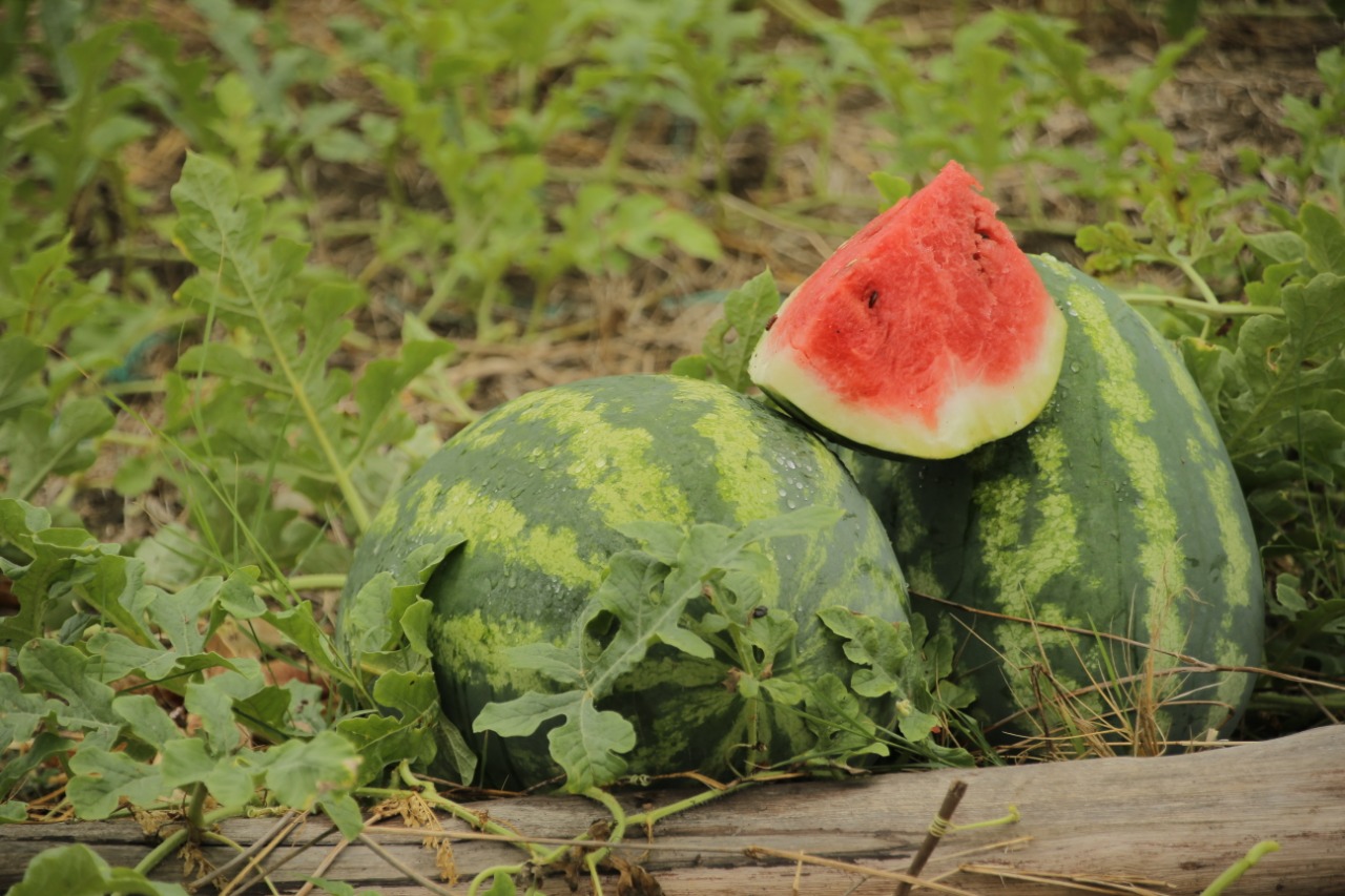 PUERTO CAYO | Elegirán la sandía más grande del Manabí - Infórmate ...