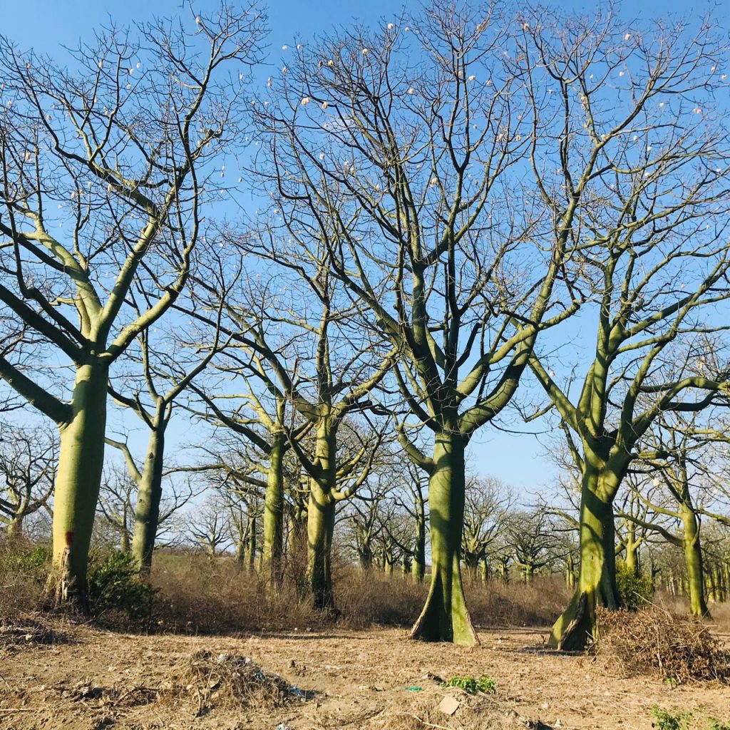 MANABÍ El ceibo es Patrimonio natural y símbolo de la identidad ...