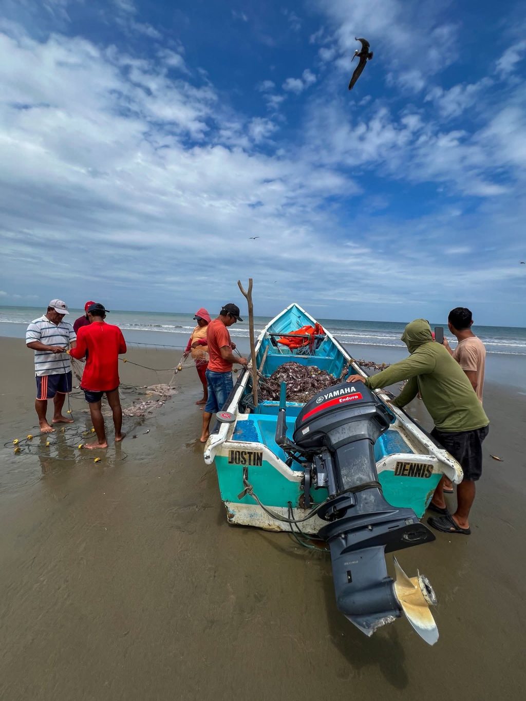 SUCRE Plaga de “jaiba mora” afecta la pesca artesanal en comunidades de ...